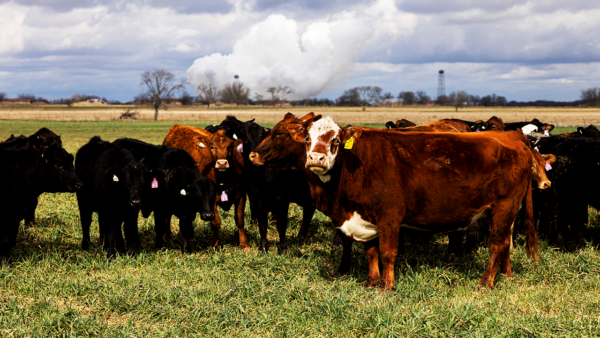 Cattle herd ‘fix’ is taking years longer than predicted, CEO warns amid ...
